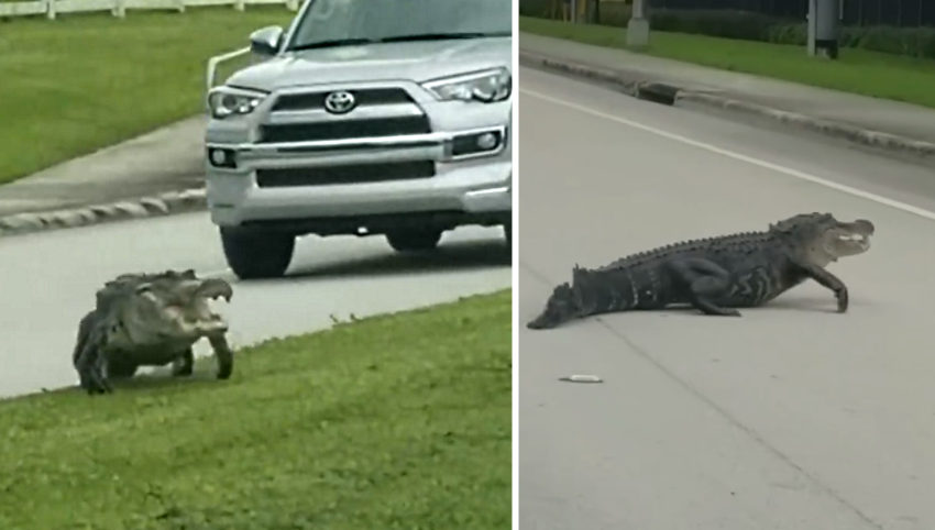 Hissing alligator blocks traffic while crossing Central Florida road ...