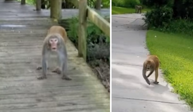 Wild monkeys attack Florida family - WSVN 7News | Miami News, Weather ...