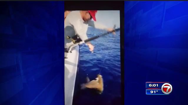 Video shows shark shot and left to die in the ocean – WSVN 7News ...