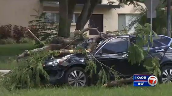 Driver hospitalized after large tree branch falls on car in Brickell ...