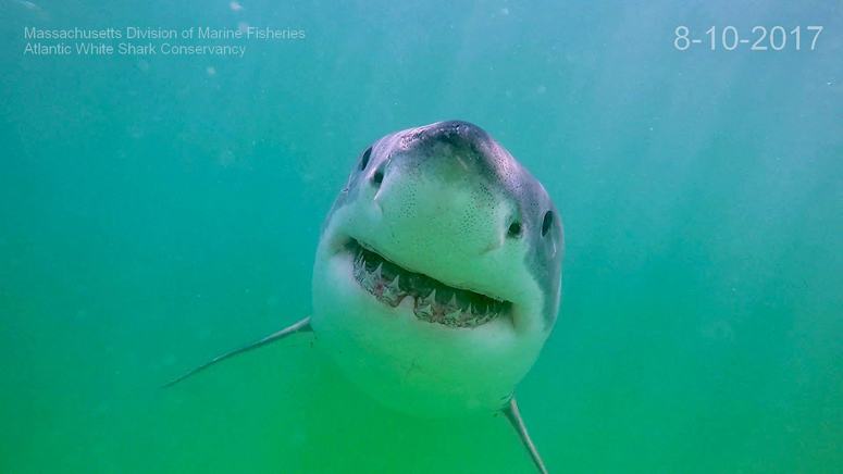 Researchers get up close and personal with smiling shark - WSVN 7News ...