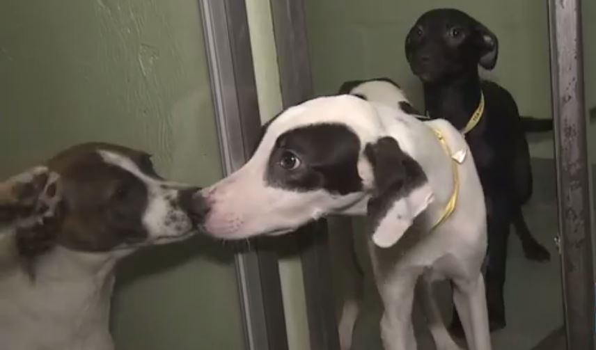 South Florida shelters rescue dogs from Puerto Rican shelter - WSVN ...