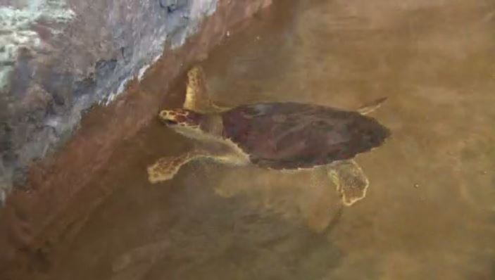 Sea turtle gets new home at Museum of Discovery and Science - WSVN ...