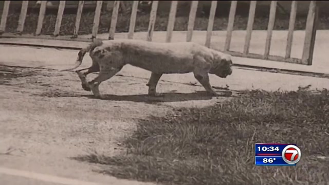 Why Do Dogs Chase Mailmen