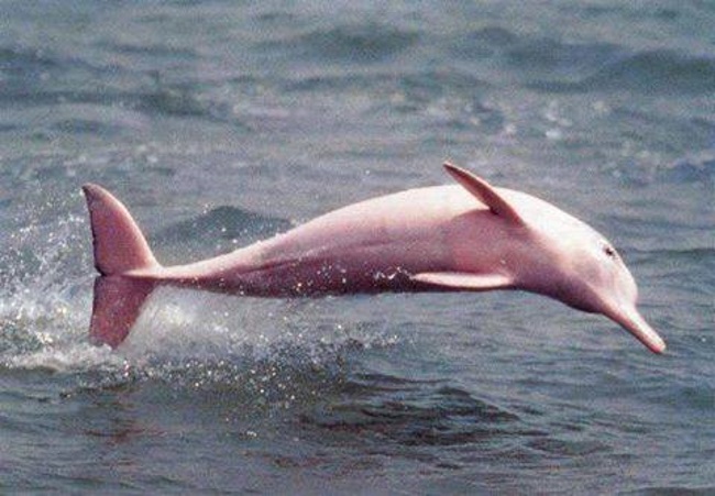 Video captures rare pink dolphin swimming in Louisiana channel - WSVN ...