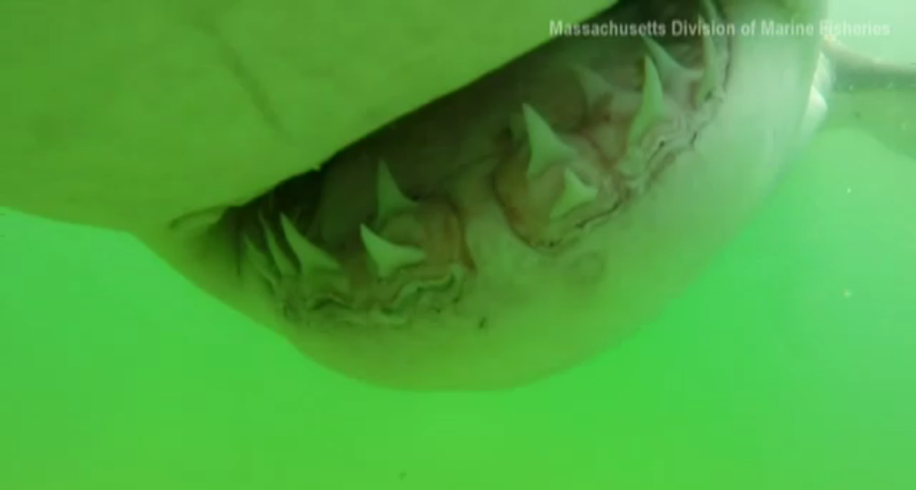 Shark takes a bite out of researcher’s camera – WSVN 7News | Miami News ...