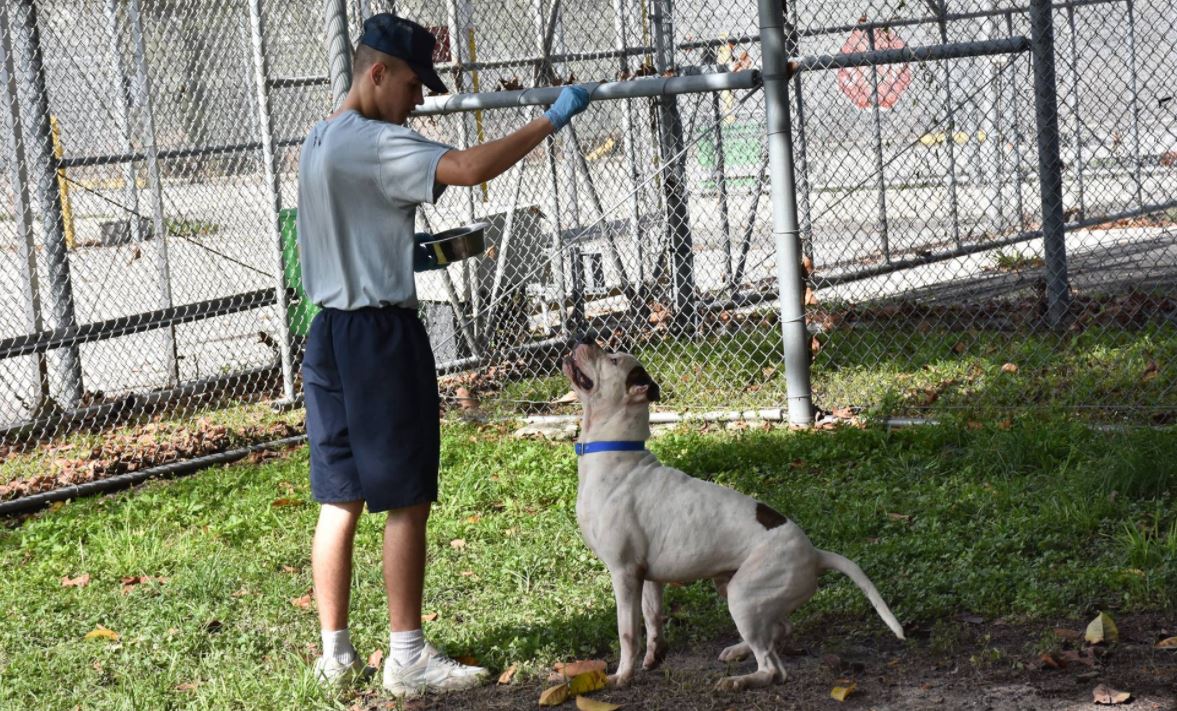 Miami-Dade Corrections hosts dog bootcamp open house - WSVN 7News ...