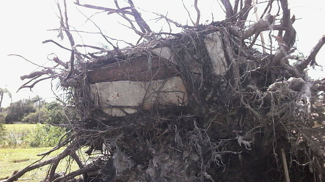 Casket unearthed after Irma uproots tree in central Florida - WSVN ...