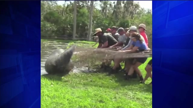 Group rescues 6 manatees from pond after Irma flooding - WSVN 7News ...