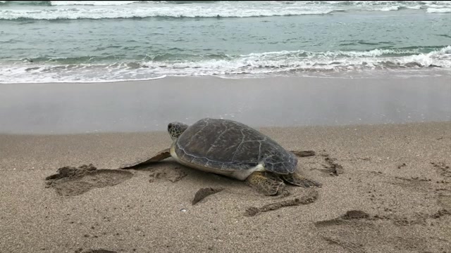 Rainy 2020 brings a healthy turtle nesting season in Florida - WSVN ...