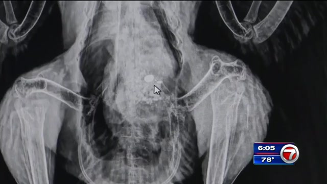 Coconut Grove peacocks, peahens shot with BB gun - WSVN 7News | Miami ...