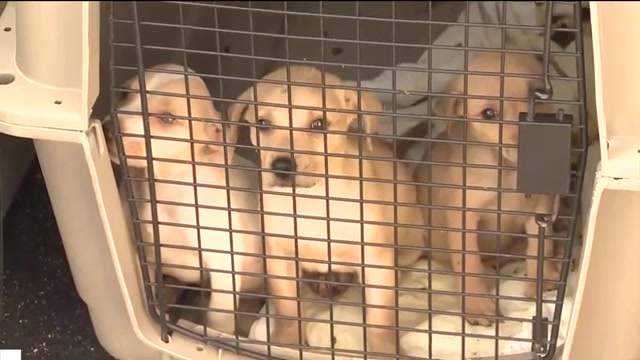 South Florida animal groups help pets left homeless by Hurricane Maria ...