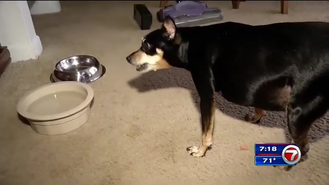 Extra fat protects Florida dog during bear attack - WSVN 7News | Miami ...