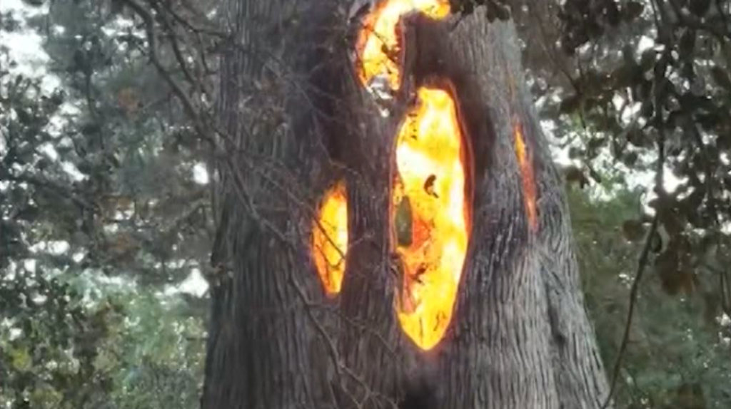 Man fleeing California wildfires finds blaze burning inside tree – WSVN ...