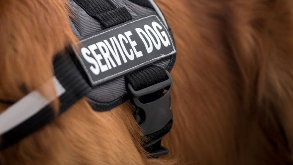 Over a dozen states start to crack down on fake service animals - WSVN ...