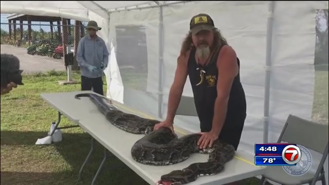 South Florida python hunter kills 17-foot python in Everglades - WSVN ...