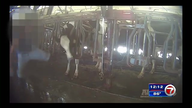 Arrest warrants issued for dairy farm workers caught on camera punching ...