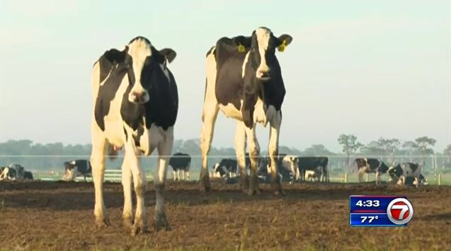 Southeast Milk addresses cow abuse on 2 Okeechobee farms - WSVN 7News ...