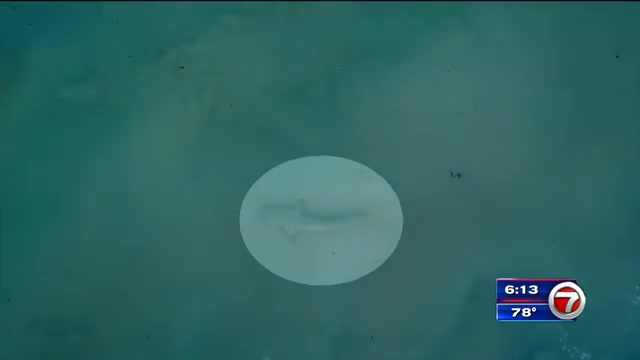 Sharks spotted in South Florida as annual migration begins - WSVN 7News ...
