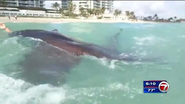 Hollywood resident saves massive sunfish trapped along shore - WSVN ...