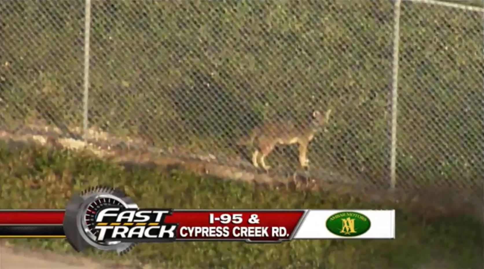 Coyote shot, killed after running around FLL - WSVN 7News | Miami News ...