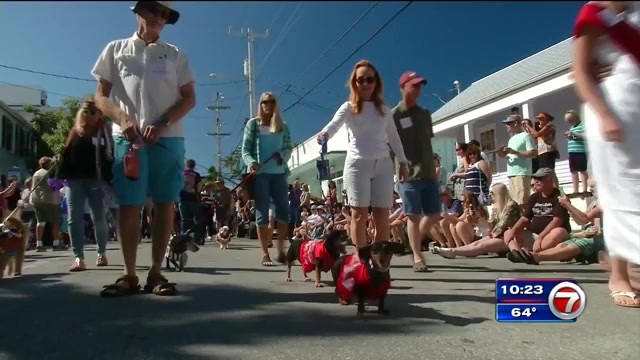Dachshunds take over Key West’s Old Town in annual walk - WSVN 7News ...