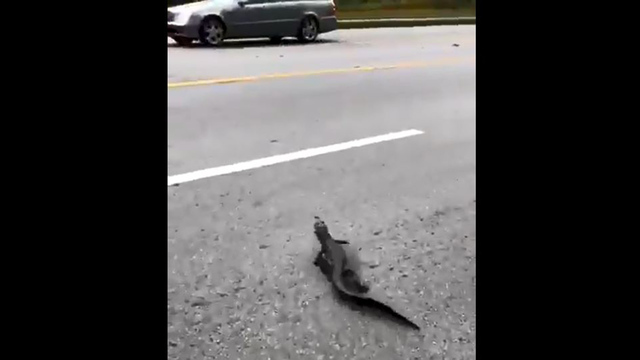 Baby alligator helped across busy road thanks to Florida deputy - WSVN ...