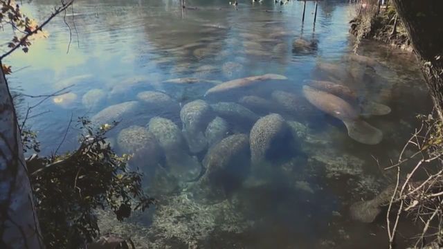 Manatees cuddle to stay warm in Florida spring - WSVN 7News | Miami ...