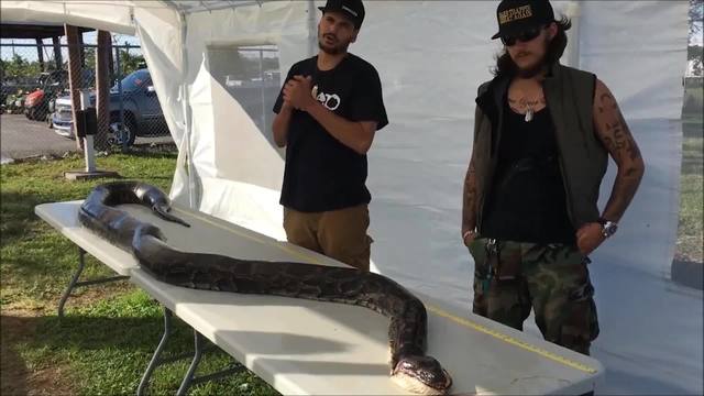 Python hunter sets new record, kills 17-foot python in Everglades ...