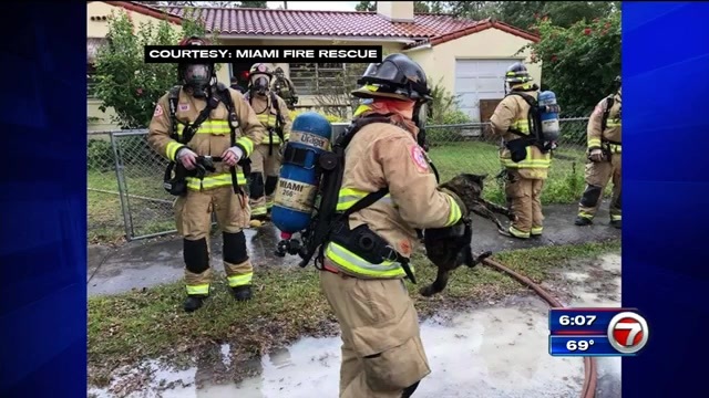 Crews rescue 5 cats from burning Miami home - WSVN 7News | Miami News ...
