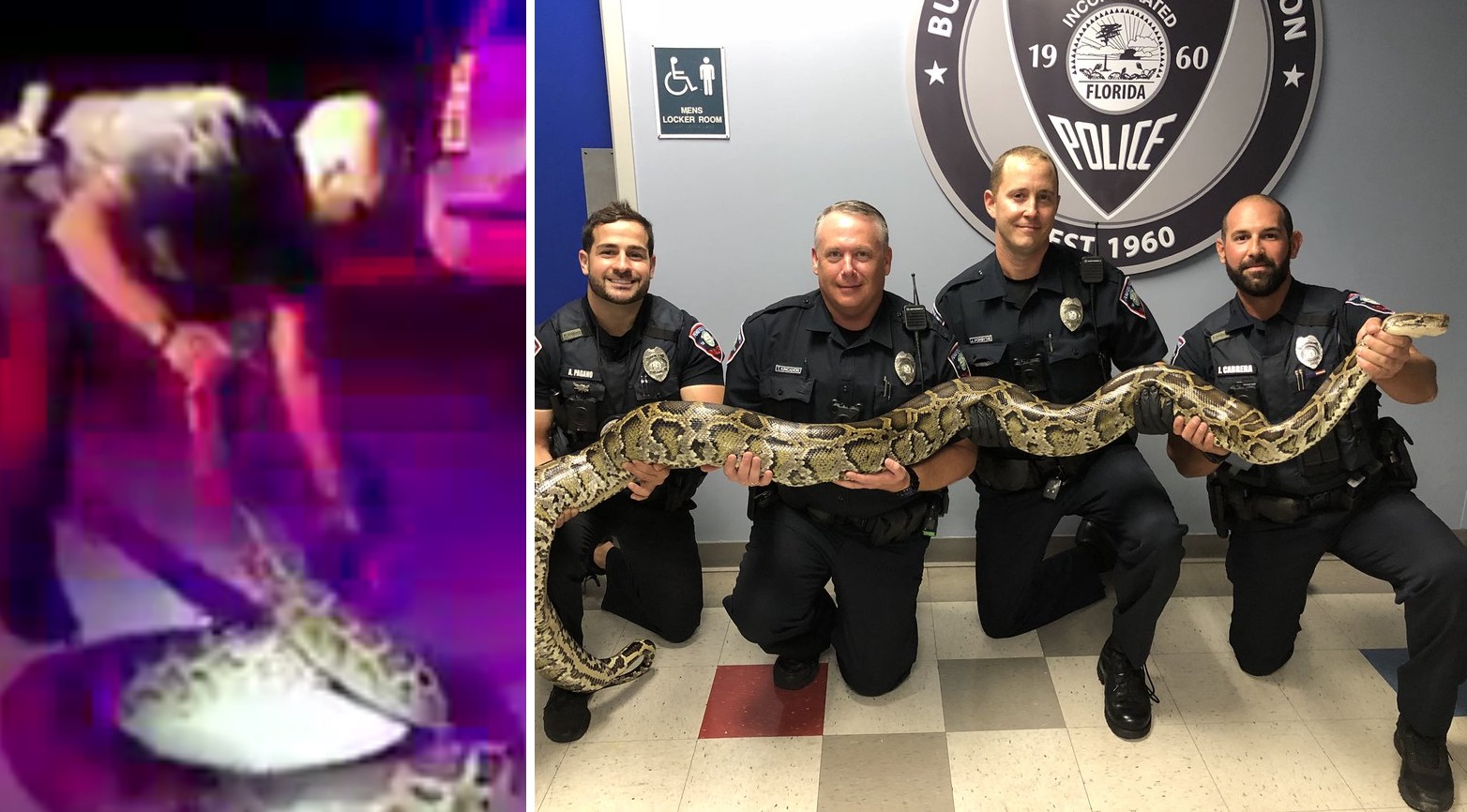 Officer wrangles 12-foot python spotted in Pembroke Pines neighborhood ...