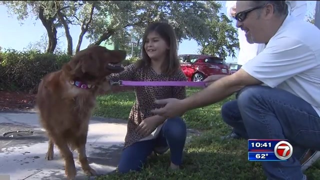 Animal rights group finds forever home for dogs from Puerto Rico - WSVN ...