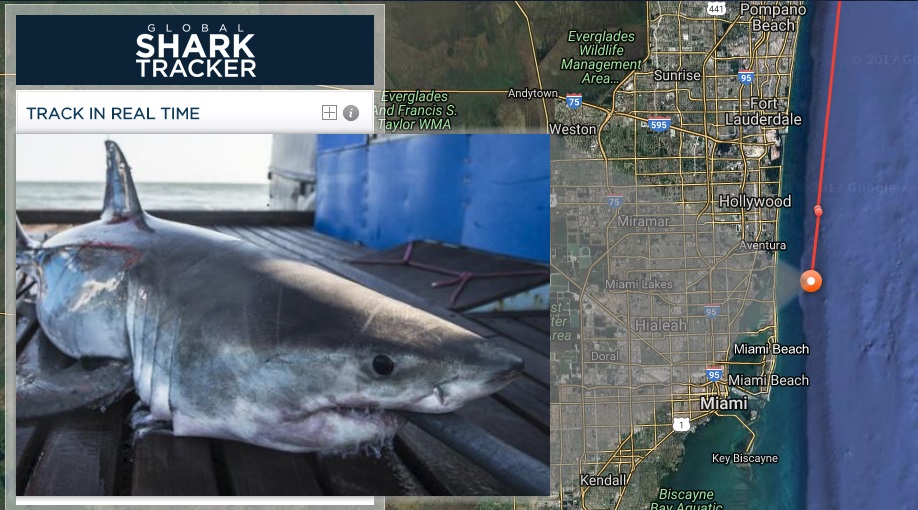 Great white shark’s tracker pings just off coast of South Florida ...