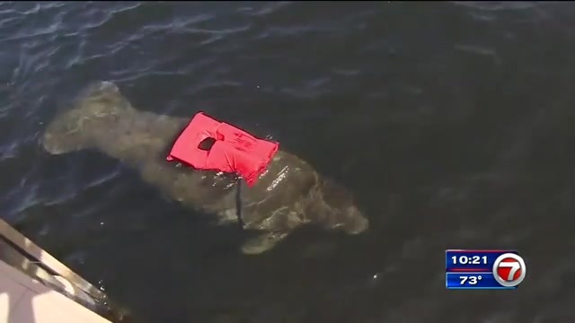 Rescuers free manatee tangled in life vest in Fort Lauderdale waterways ...