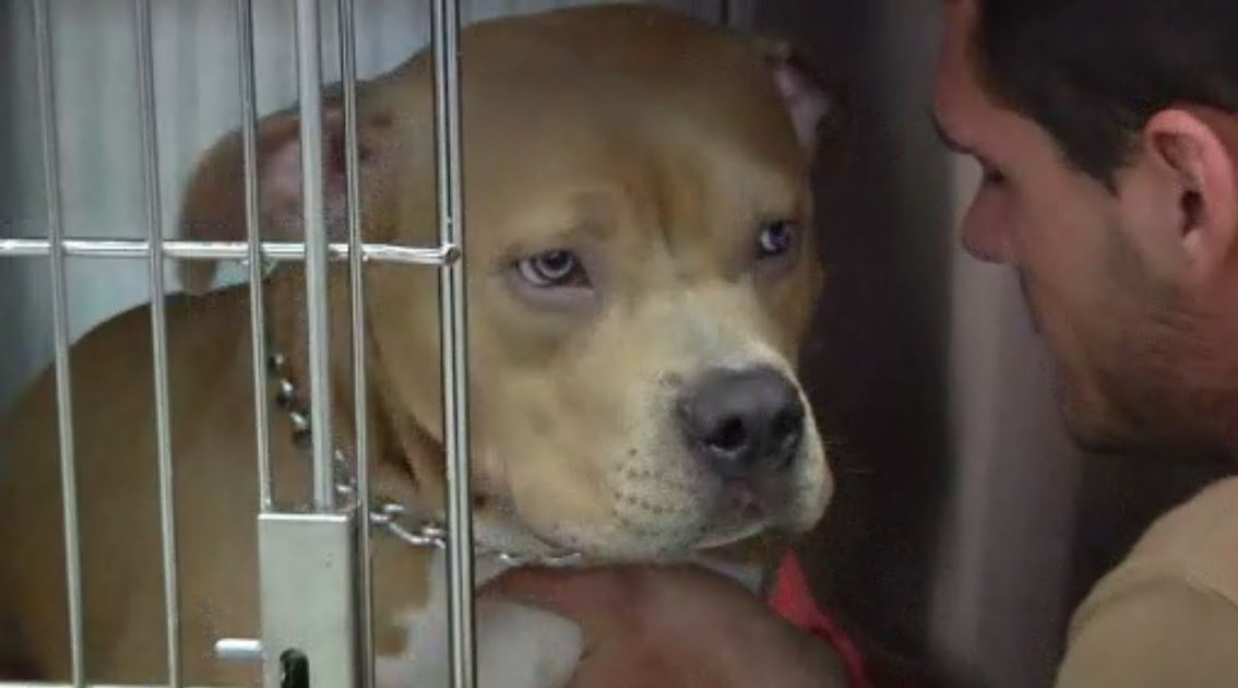 Police: Dog shot in leg after approaching person in Davie - WSVN 7News ...