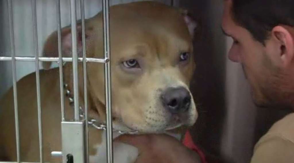 Police: Dog shot in leg after approaching person in Davie - WSVN 7News ...