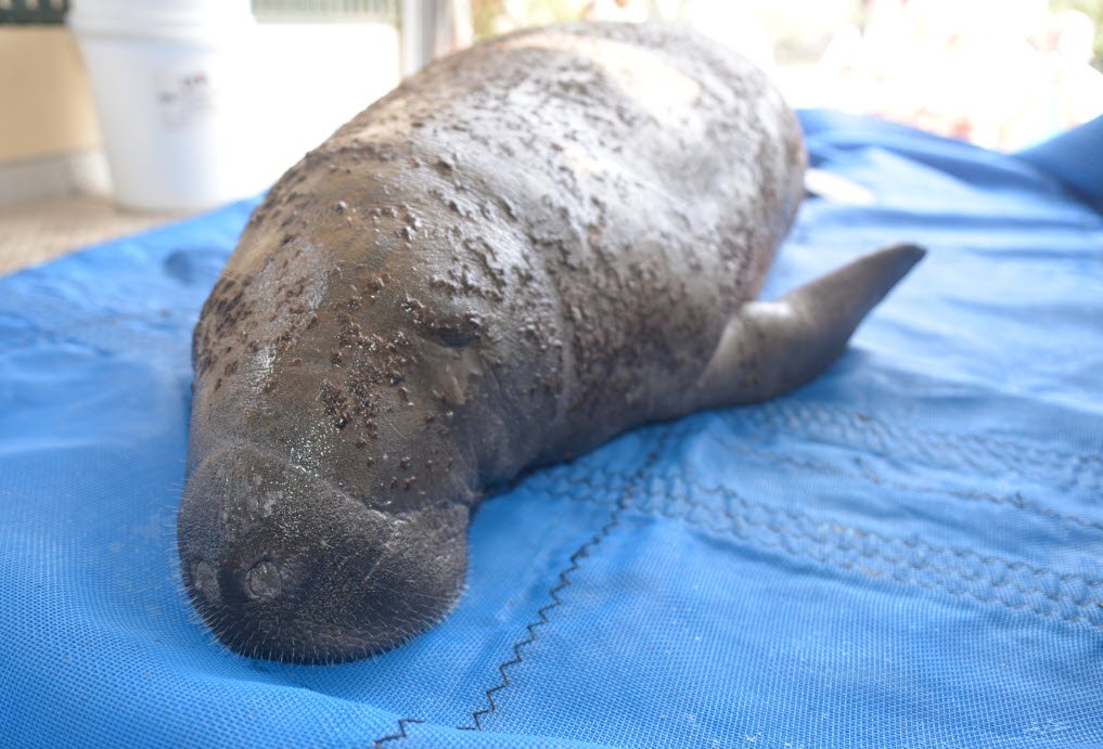 Sick baby manatee rescued near Port Everglades - WSVN 7News | Miami ...