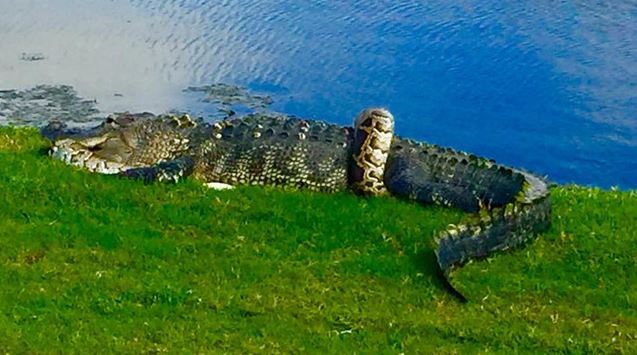 Burmese python found wrapped around alligator on Florida golf course ...