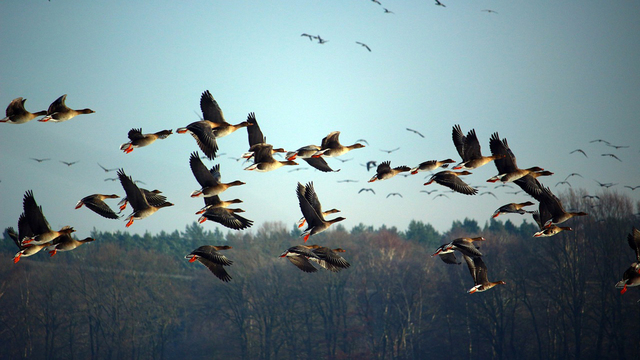 Dead goose falls from sky, knocks hunter unconscious with severe head ...