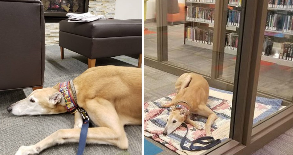Lonely library dog goes viral, gets flood of requests after ...