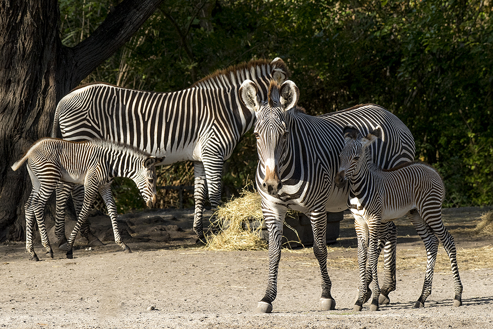 Endangered zebras born at Zoo Miami - WSVN 7News | Miami News, Weather ...