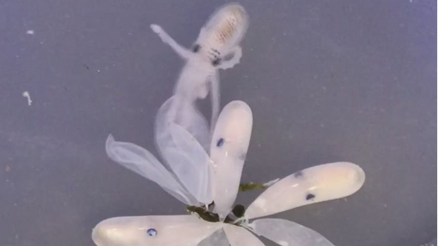 Birth of baby octopus caught on video at Virginia aquarium - WSVN 7News ...