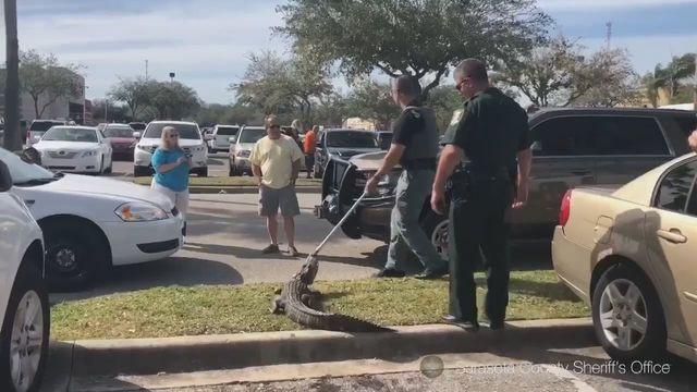 Florida deputies wrangle alligator spotted hiding under SUV in parking ...