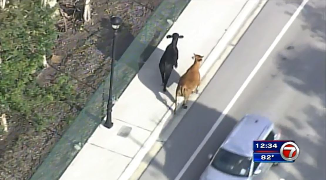 2 cows walk onto roads in Northwest Miami-Dade - WSVN 7News | Miami ...