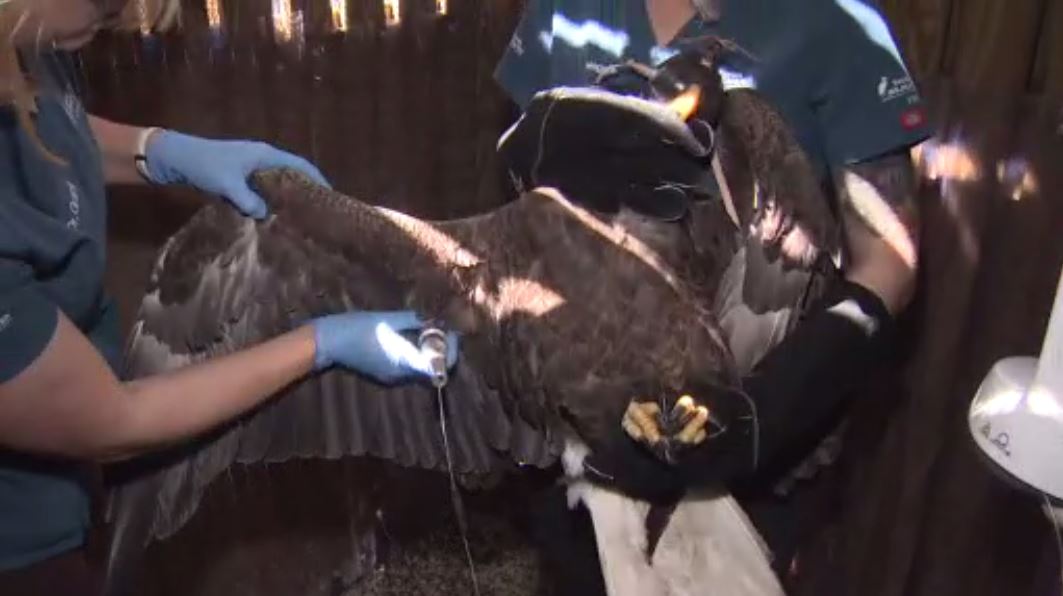 Injured bald eagle recovering in South Florida - WSVN 7News | Miami ...