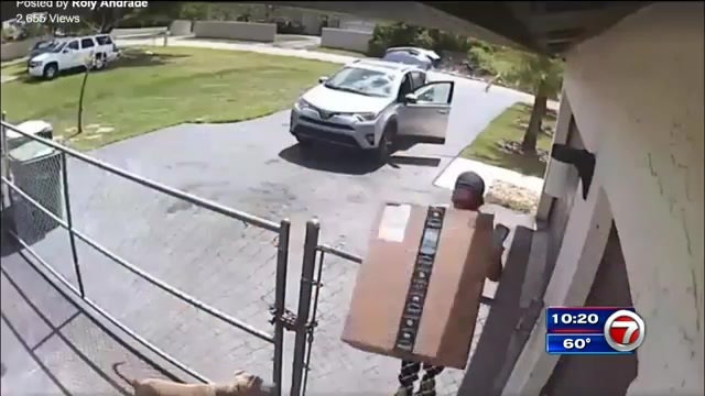 Delivery driver caught on camera throwing package at family dog in ...