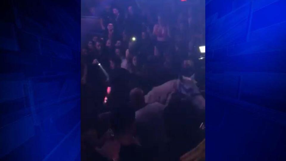 Miami Beach club where woman rode horse onto dance floor to reopen ...