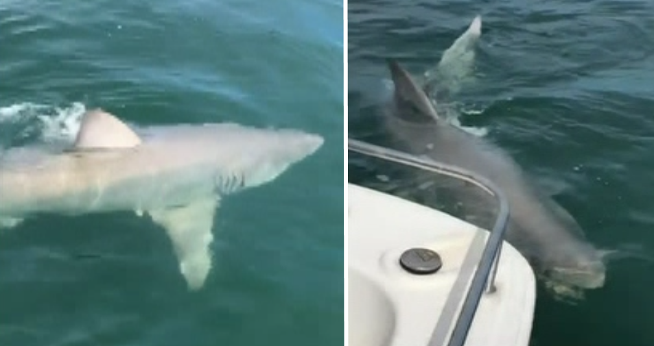 14-foot great white shark swims by boaters off Florida coast - WSVN ...