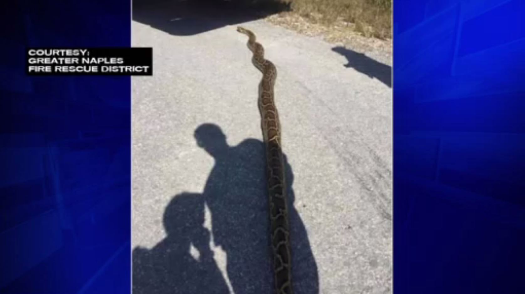 Large Burmese python greets Naples firefighters - WSVN 7News | Miami ...