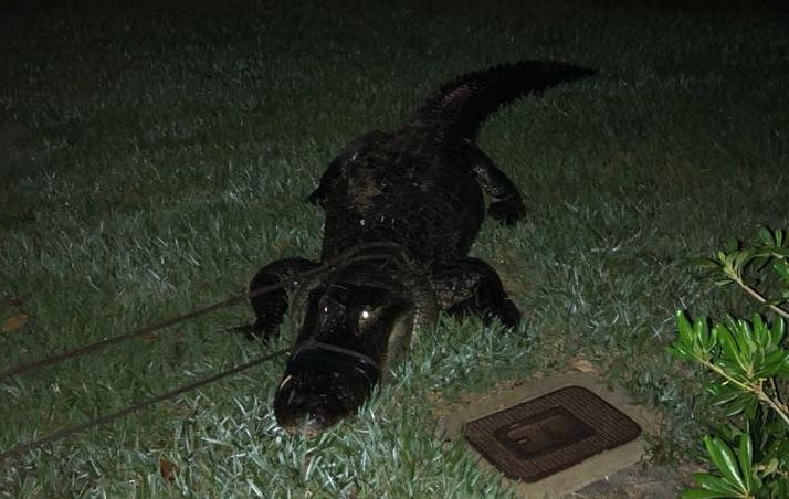 Sarasota homeowner finds 11-foot gator in swimming pool - WSVN 7News ...